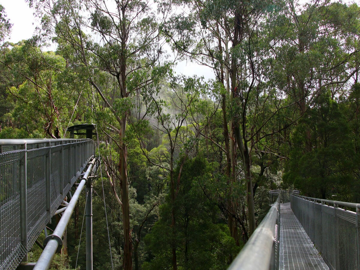 Otway Fly | Treetop Walks in Australia | Treehousemap