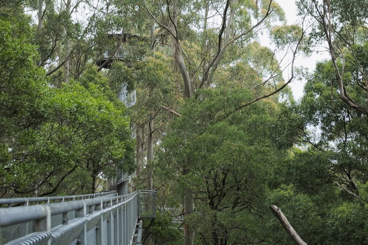 Otway Fly | Treetop Walks in Australia | Treehousemap