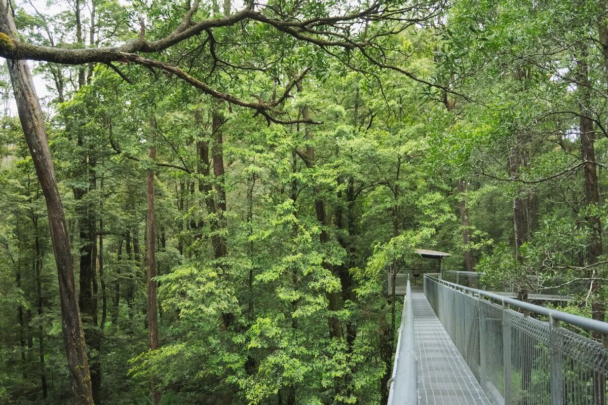 Otway Fly | Treetop Walks in Australia | Treehousemap