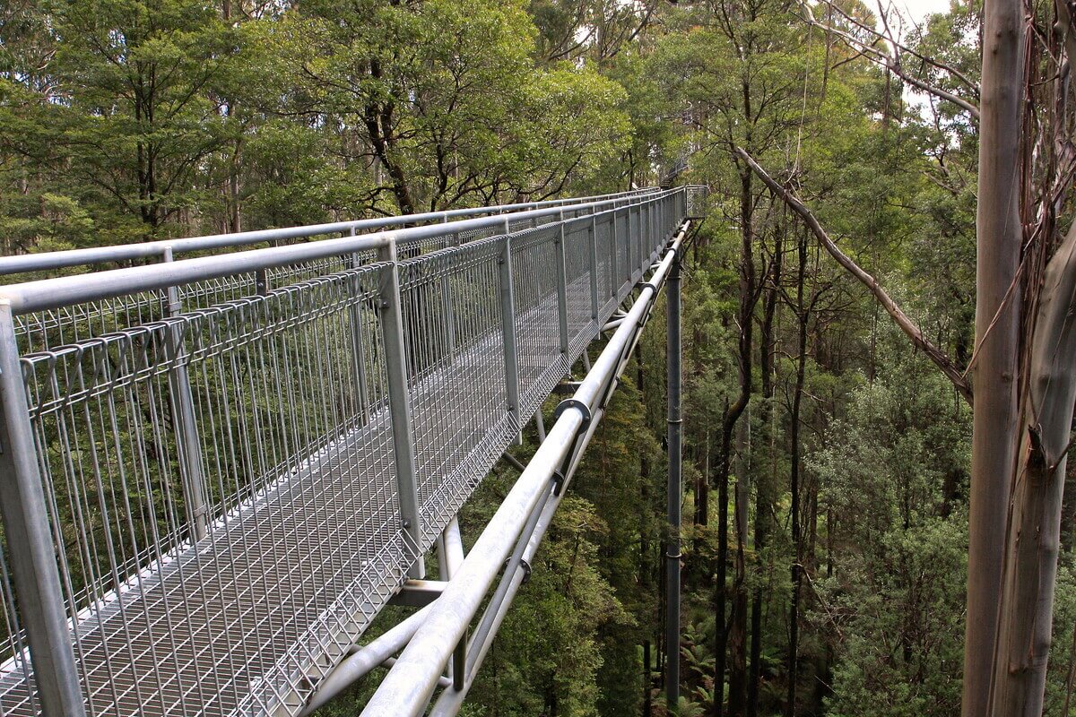 Otway Fly | Treetop Walks in Australia | Treehousemap