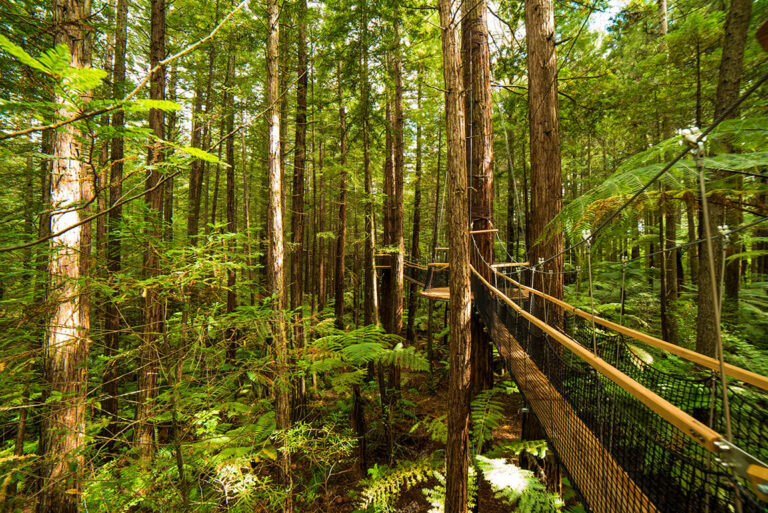 Redwoods Treewalk | Treetop Walks in New Zealand | Treehousemap