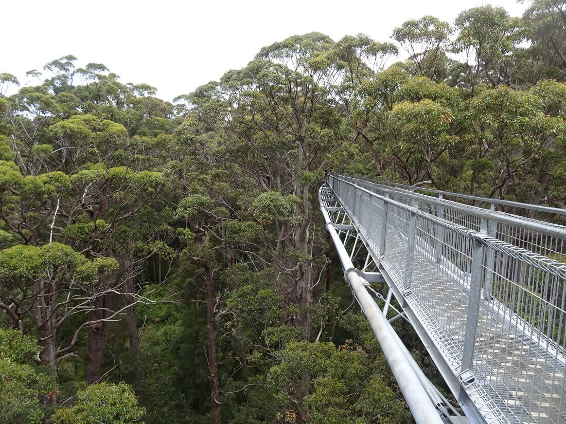 Valley of the Giants Tree Top Walk | Treetop Walks in Australia ...
