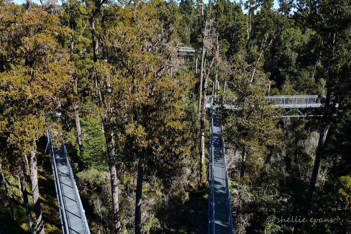 West Coast Treetop Walk | Treetop Walks in New Zealand | Treehousemap