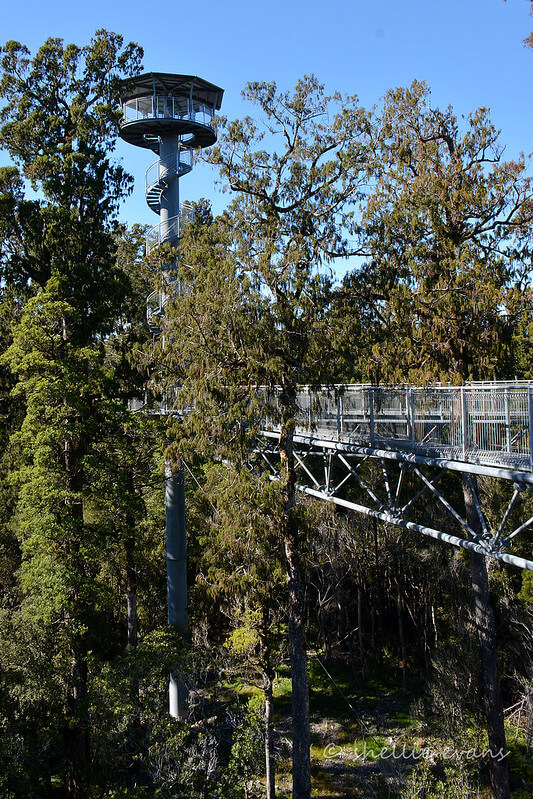 West Coast Treetop Walk | Treetop Walks in New Zealand | Treehousemap
