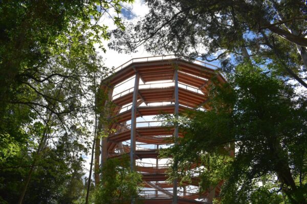 Beyond the Trees Avondale | Treetop Walks in Ireland | Treehousemap