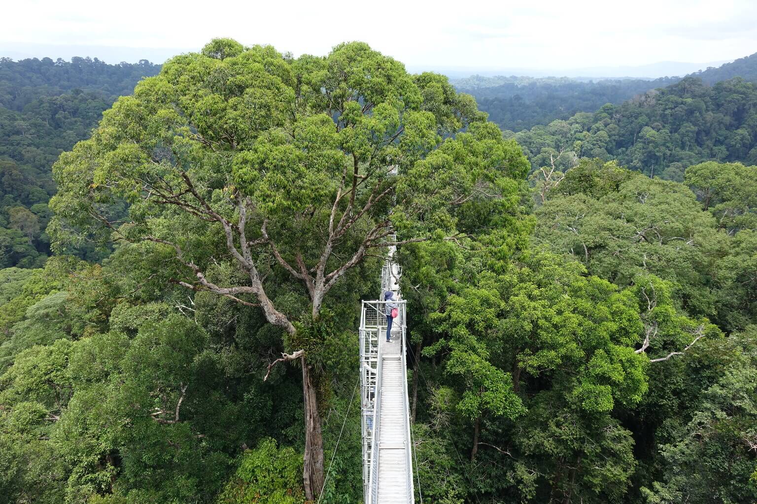 Ulu Temburong Canopy Walk | Treetop Walks in Brunei | Treehousemap