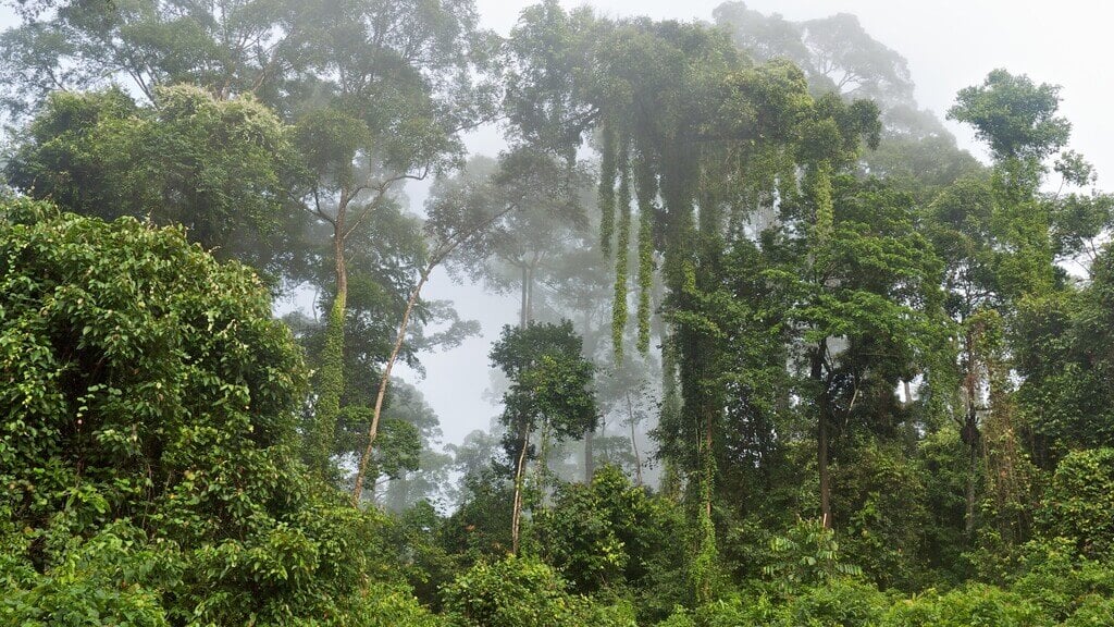 Danum Valley Canopy Walkway | Treetop Walks in Malaysia | Treehousemap