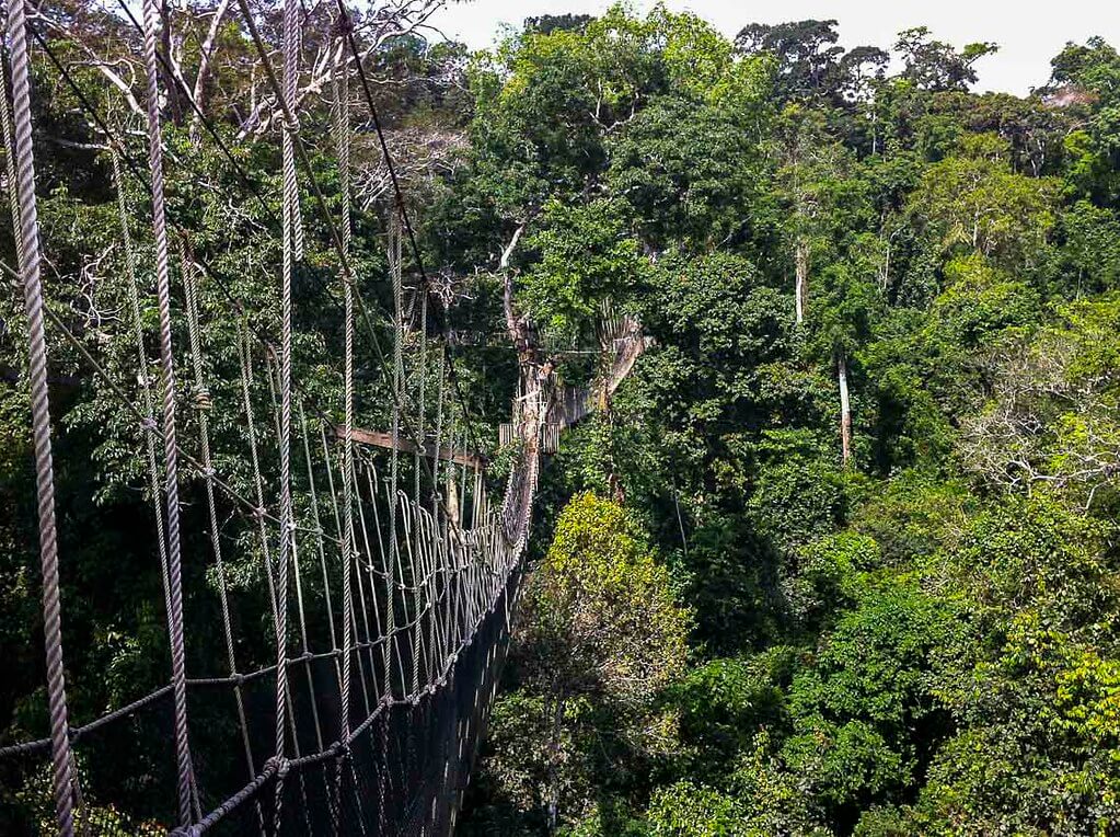 Kakum Canopy Walkway | Treetop Walks in Ghana | Treehousemap