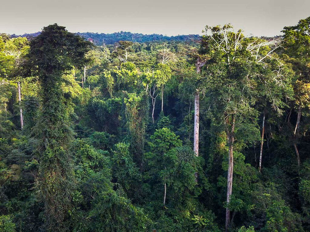 Kakum Canopy Walkway | Treetop Walks in Ghana | Treehousemap