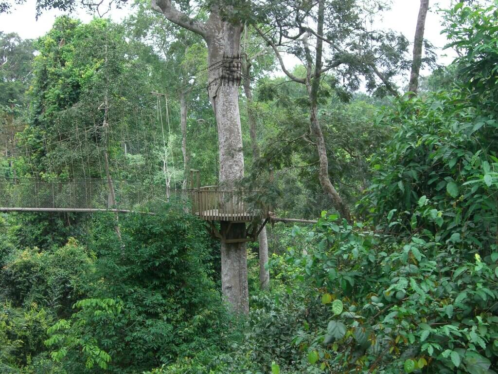 Kakum Canopy Walkway | Treetop Walks in Ghana | Treehousemap