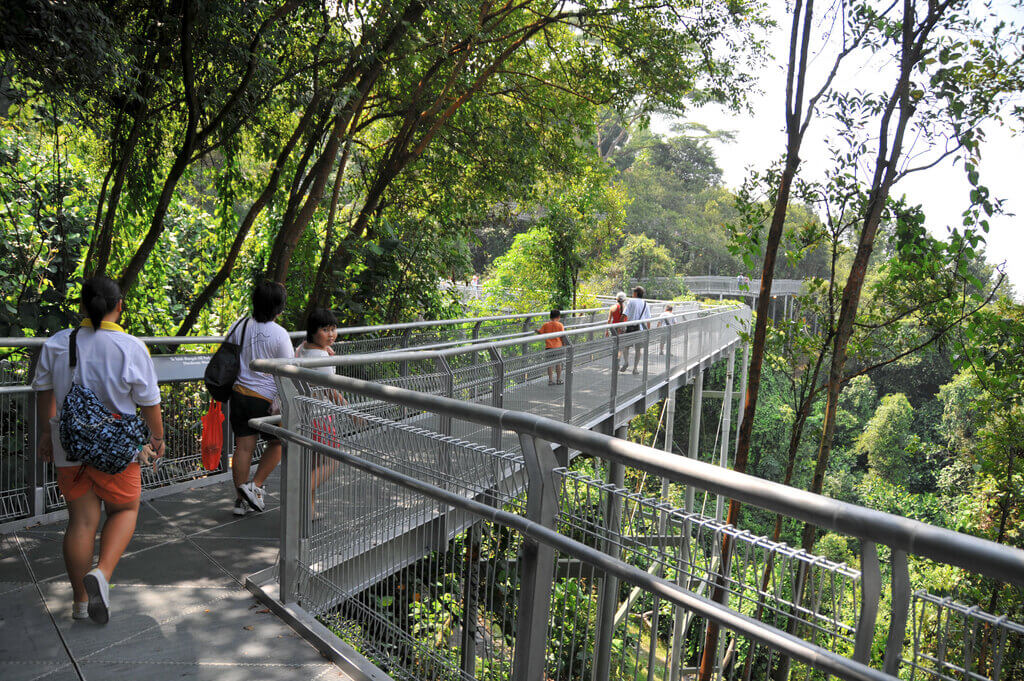 Southern Ridges Forest Walk | Treetop Walks in Singapore | Treehousemap