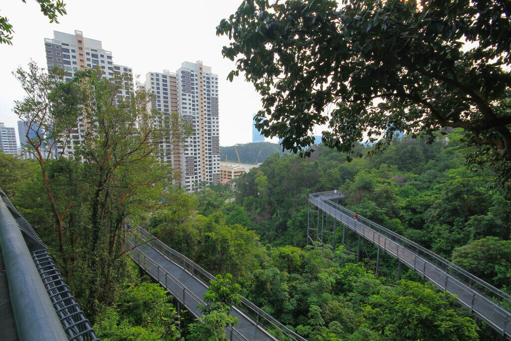 Southern Ridges Forest Walk | Treetop Walks in Singapore | Treehousemap
