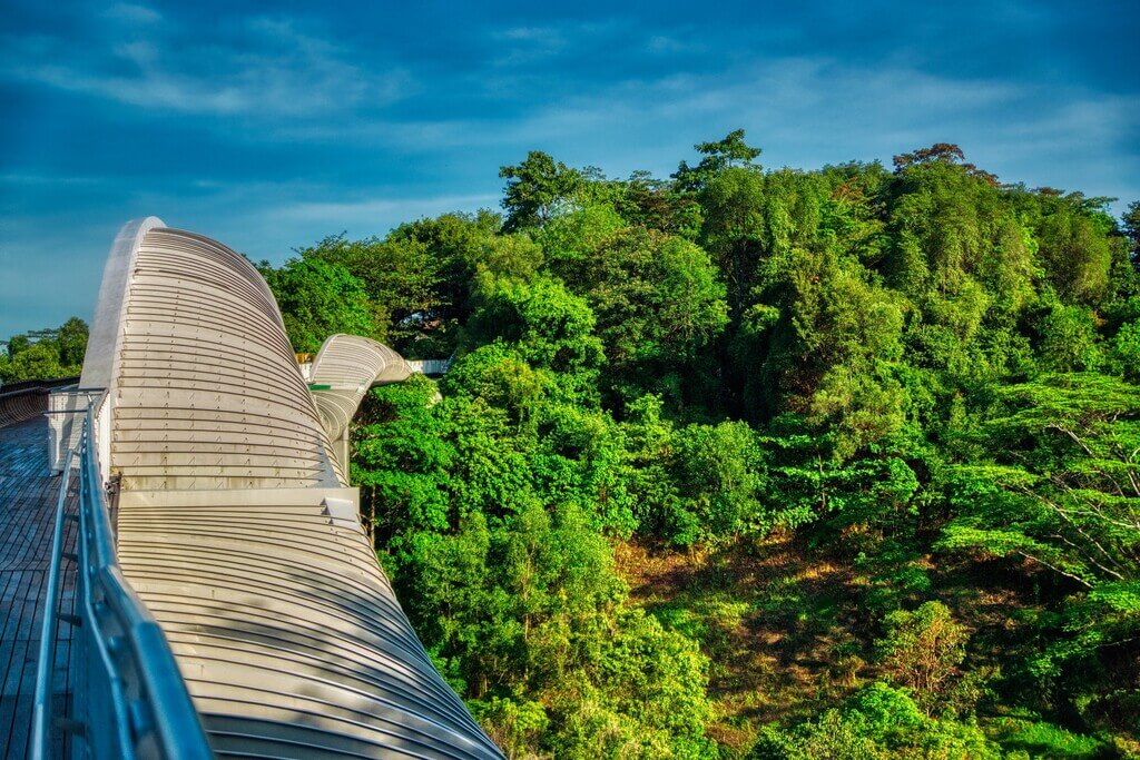 Southern Ridges Forest Walk | Treetop Walks in Singapore | Treehousemap